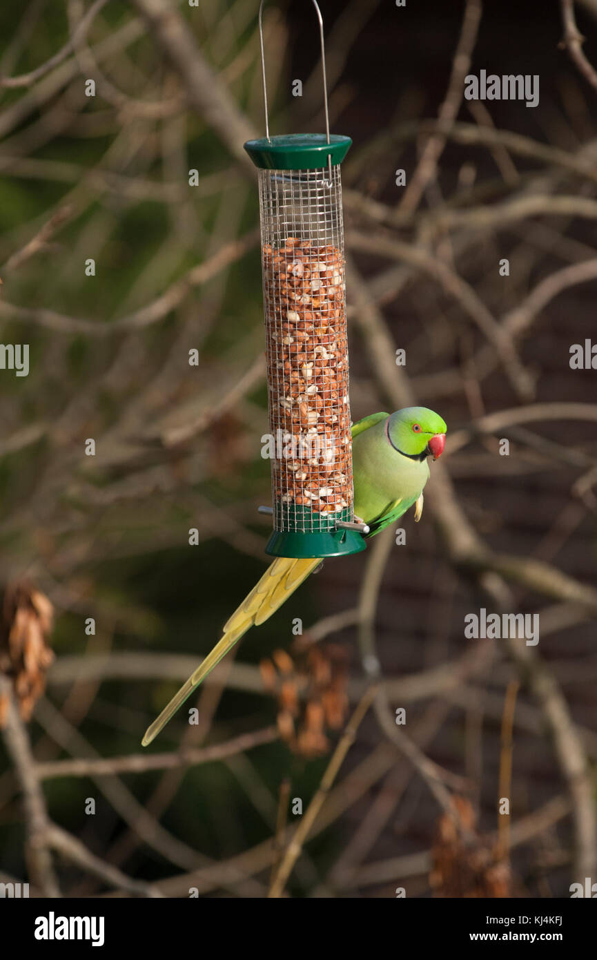 Ring necked parakeet, (Psittacula krameri), or Rose ringed parakeet ...