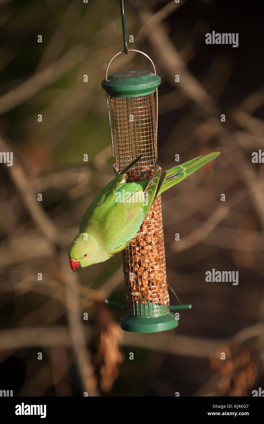 Parakeets london hi-res stock photography and images - Alamy