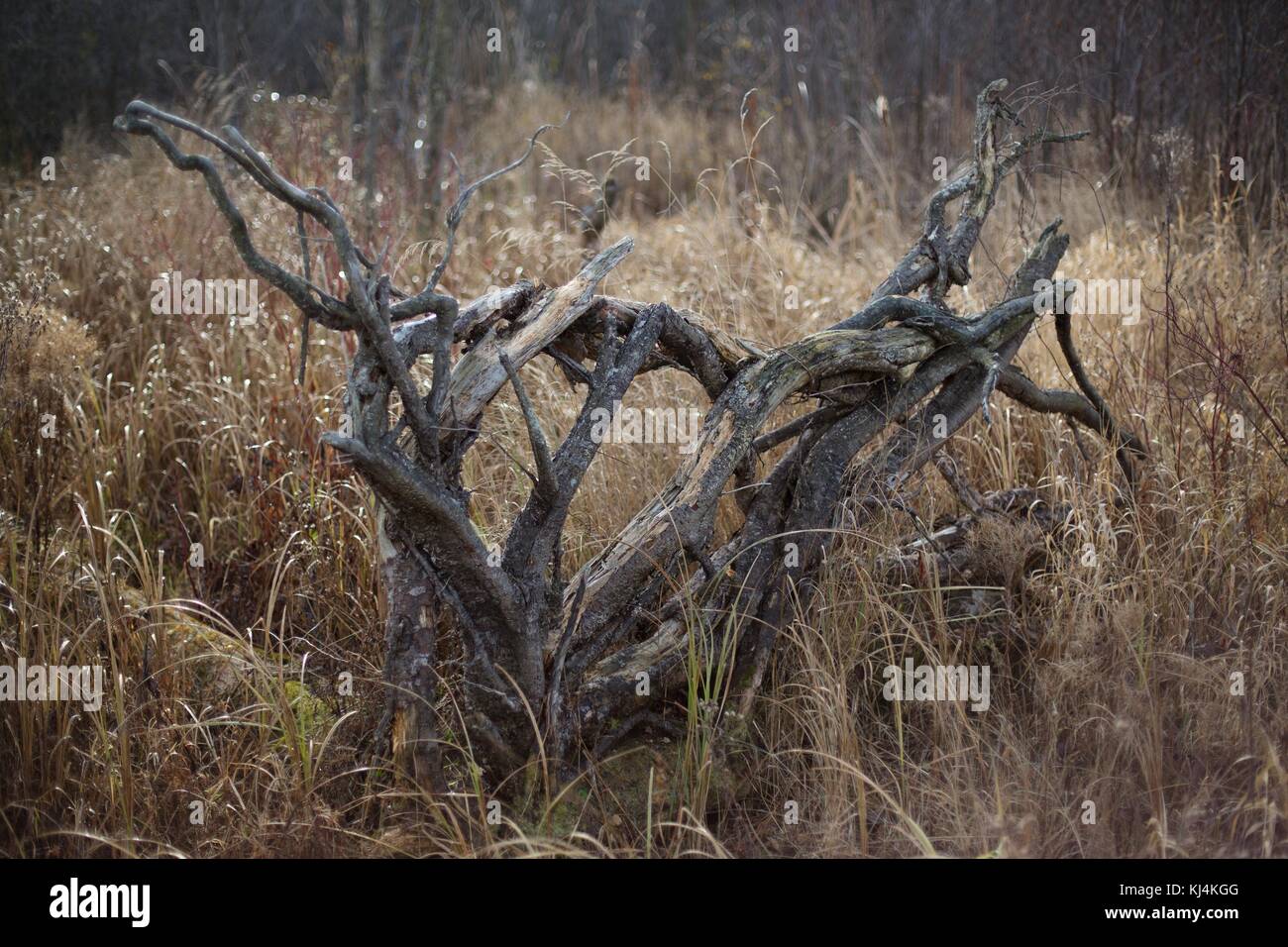 Overturned tree roots, at the Minnesota Landscape Arboretum near ...