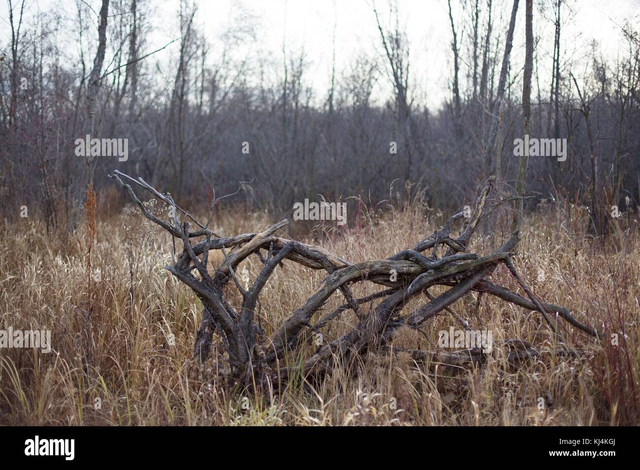 Overturned tree roots, at the Minnesota Landscape Arboretum near ...