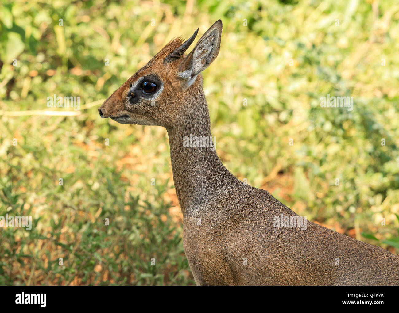 Dik dik baby hi-res stock photography and images - Alamy