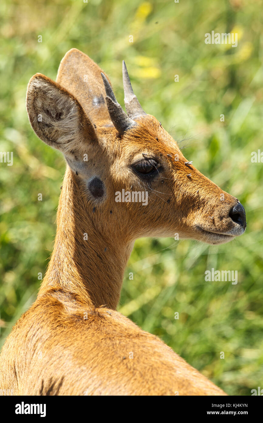 Red reedbuck hi-res stock photography and images - Alamy