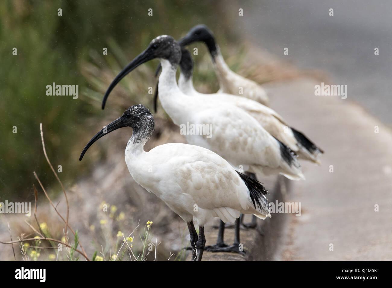 Australian White Ibis Stock Photo - Alamy