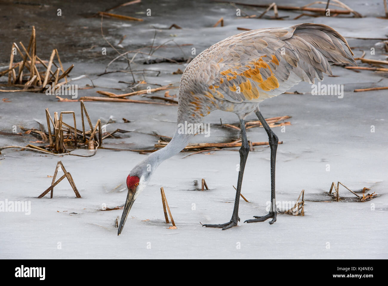 Sandhill Crane (Grus canadensis), searching for food, Cattail marsh ...