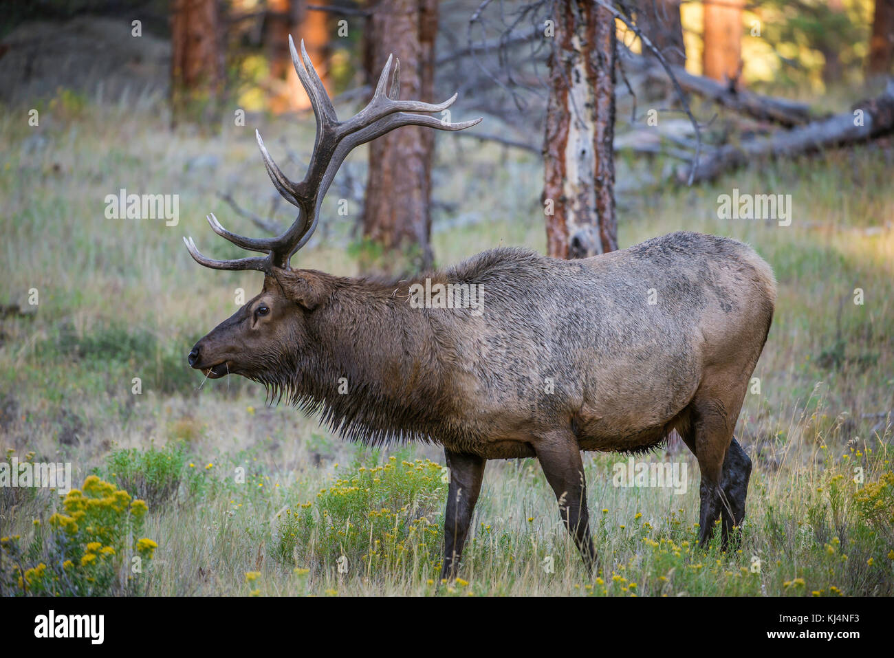 Elk brown fur animal photo hi-res stock photography and images - Alamy