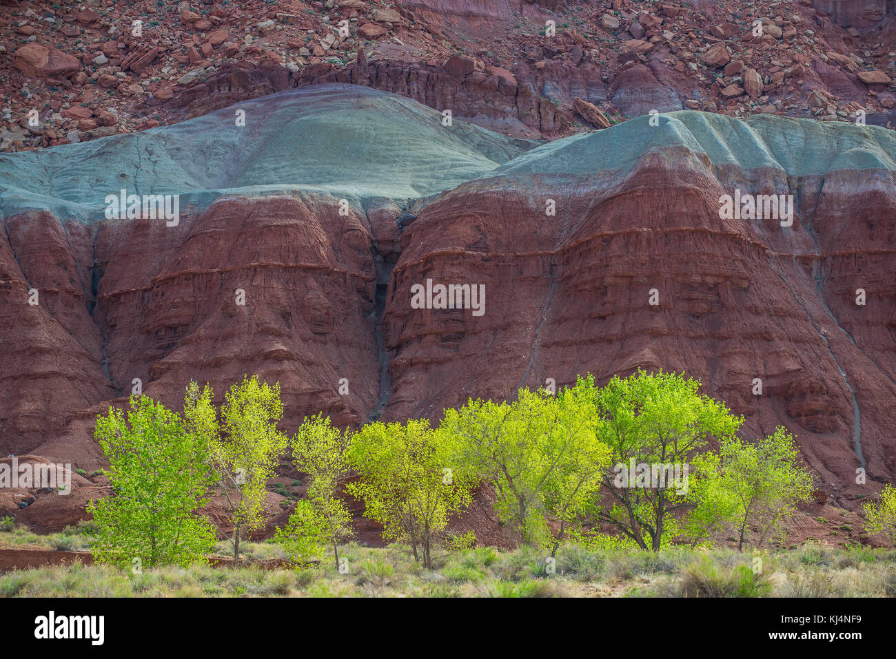 Cottonwood Trees, Spring, Capitol Reef National Park, Utah, by Bruce ...