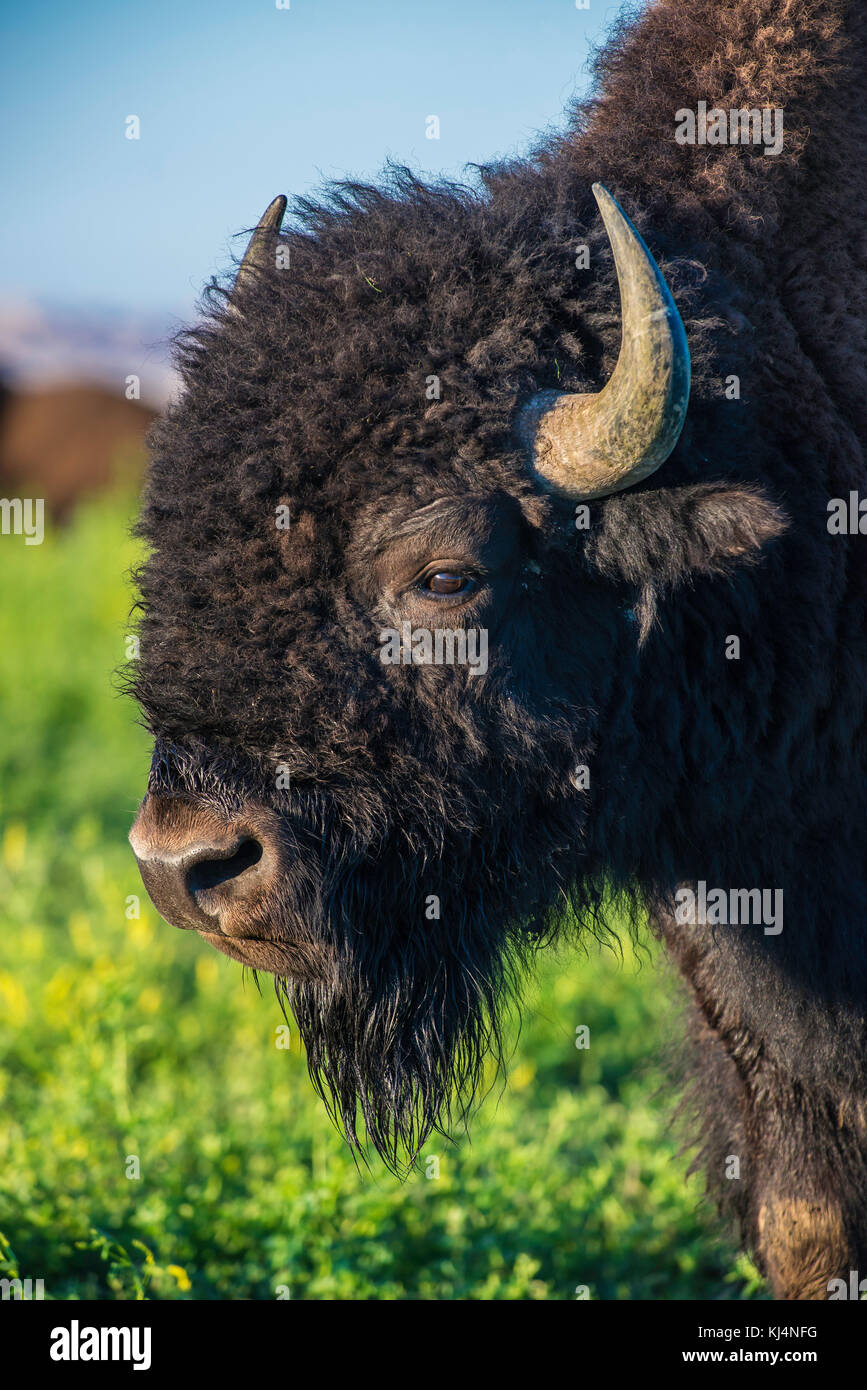 Head view of American Bison (Bison bison), Badlands National Park, S ...