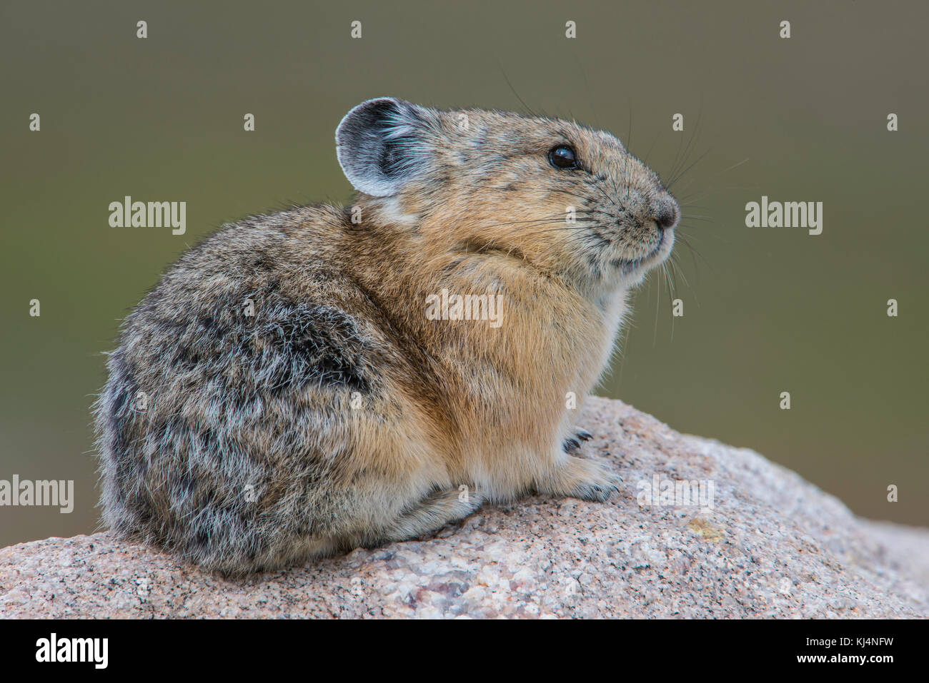 Mammal pika colorado united states hi-res stock photography and images ...