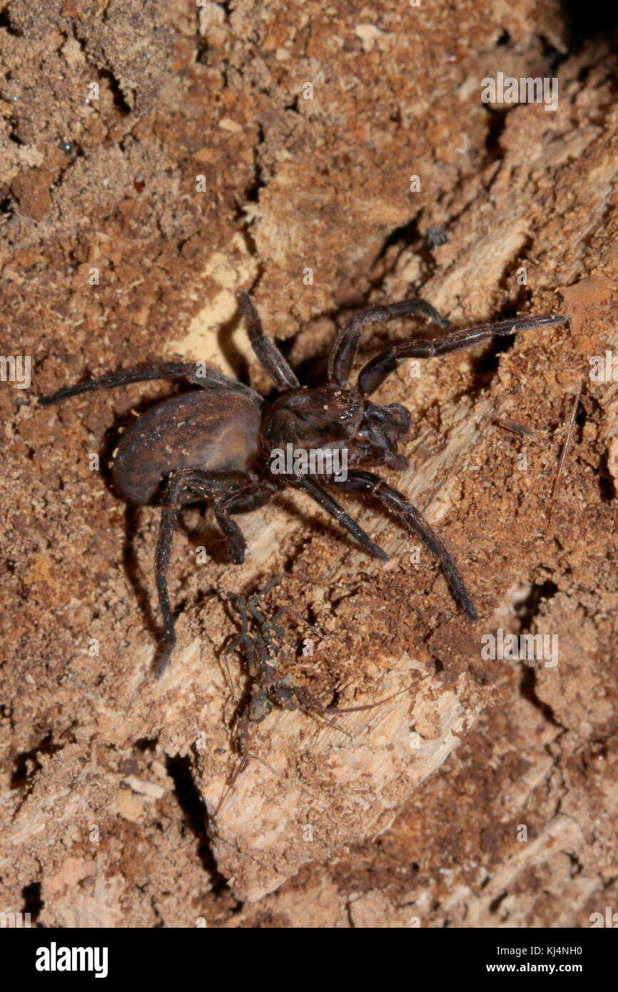 tunnel web spider Stock Photo - Alamy