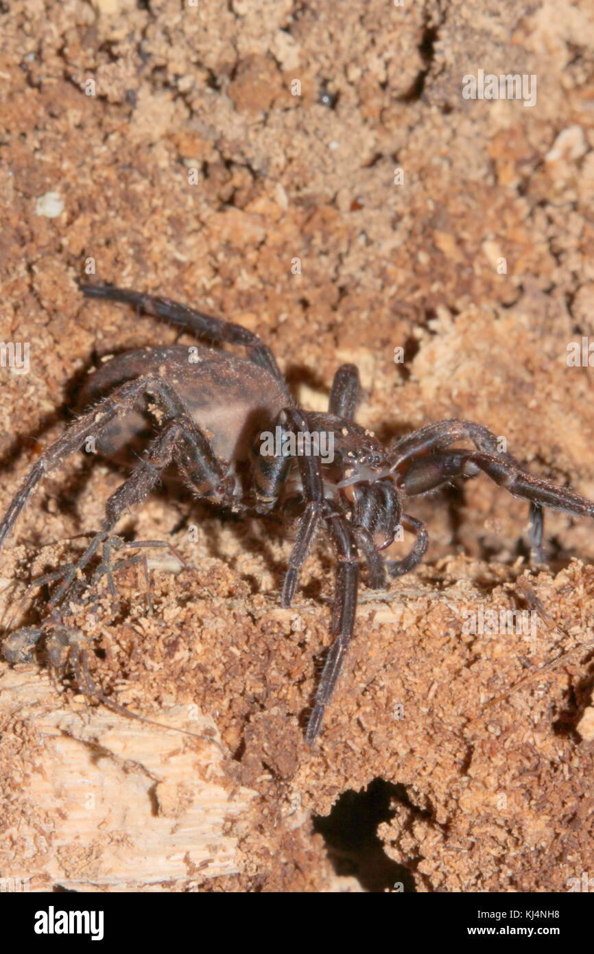 tunnel web spider Stock Photo - Alamy