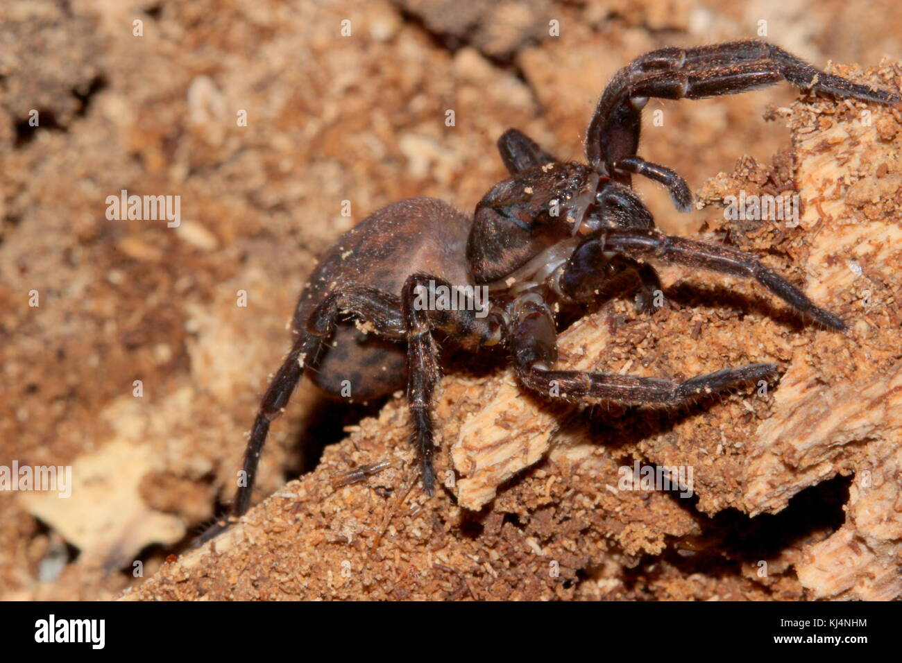 Trapdoor Spider Stock Photos & Trapdoor Spider Stock Images - Alamy