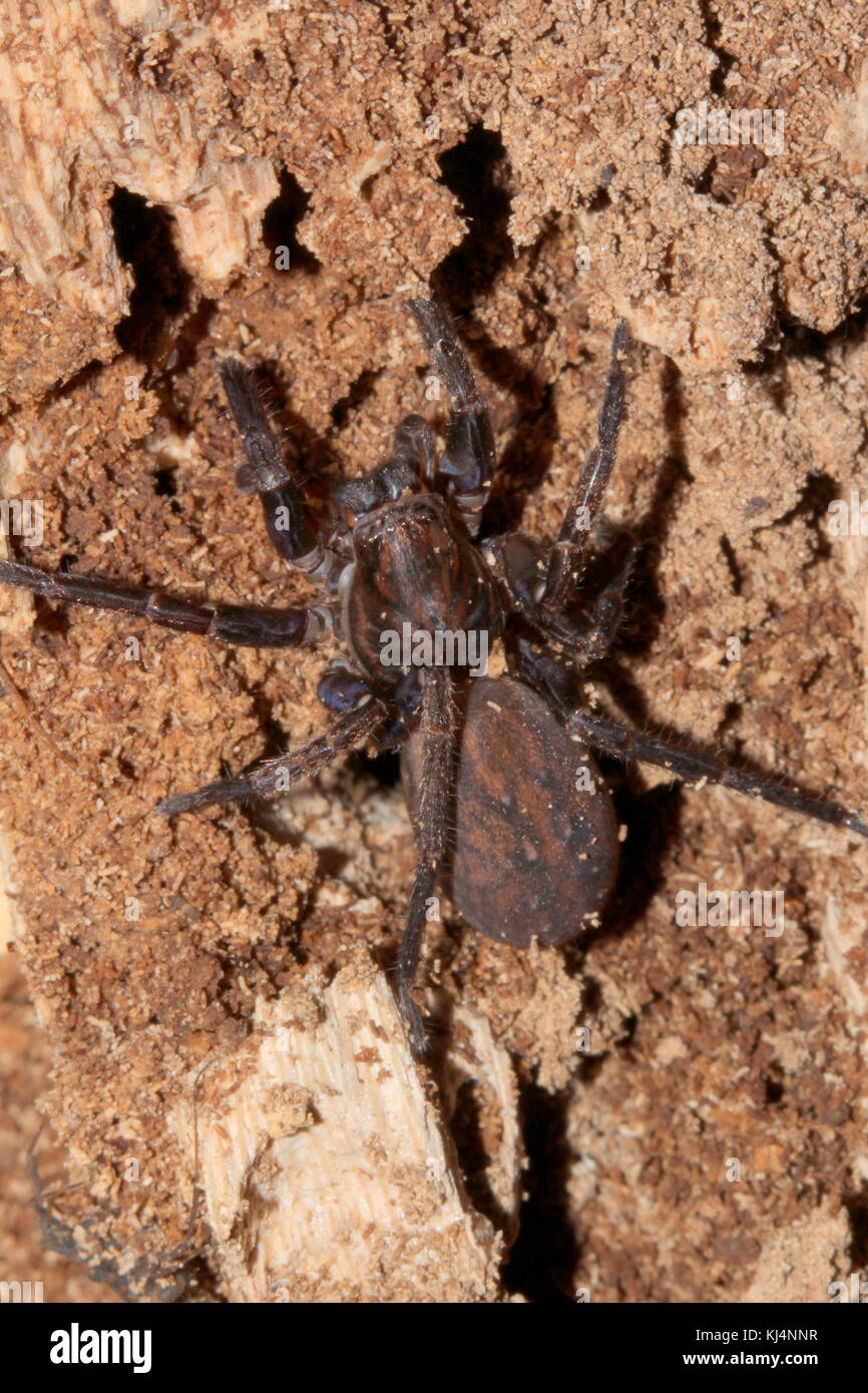Trapdoor Spider High Resolution Stock Photography and Images - Alamy