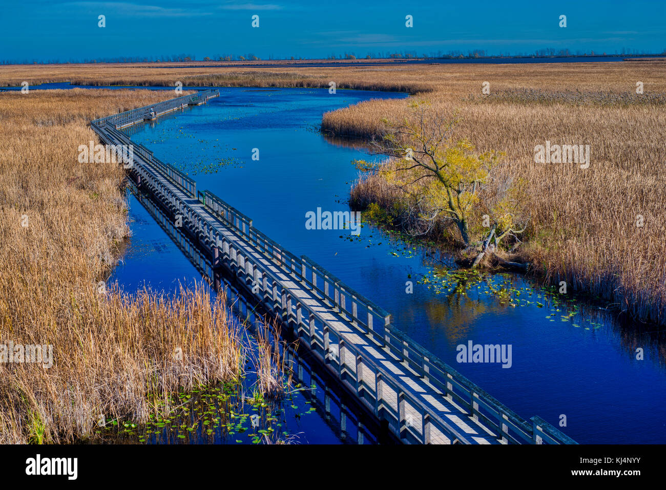 View of Point Pelee National Park boardwalk with yellow grass during ...