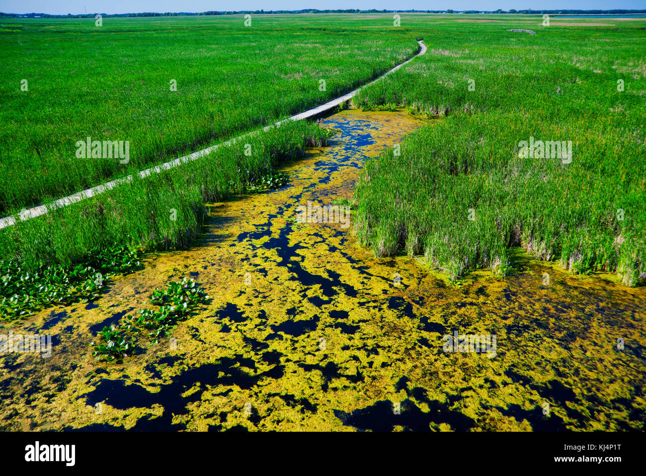 View of Point Pelee National Park boardwalk with green grass during the ...