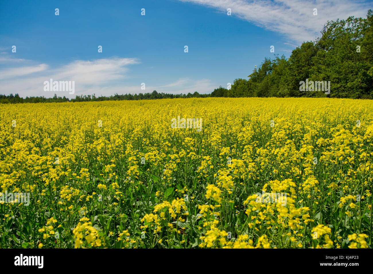View of blooming yellow rapeseed field under blue sky during the summer ...