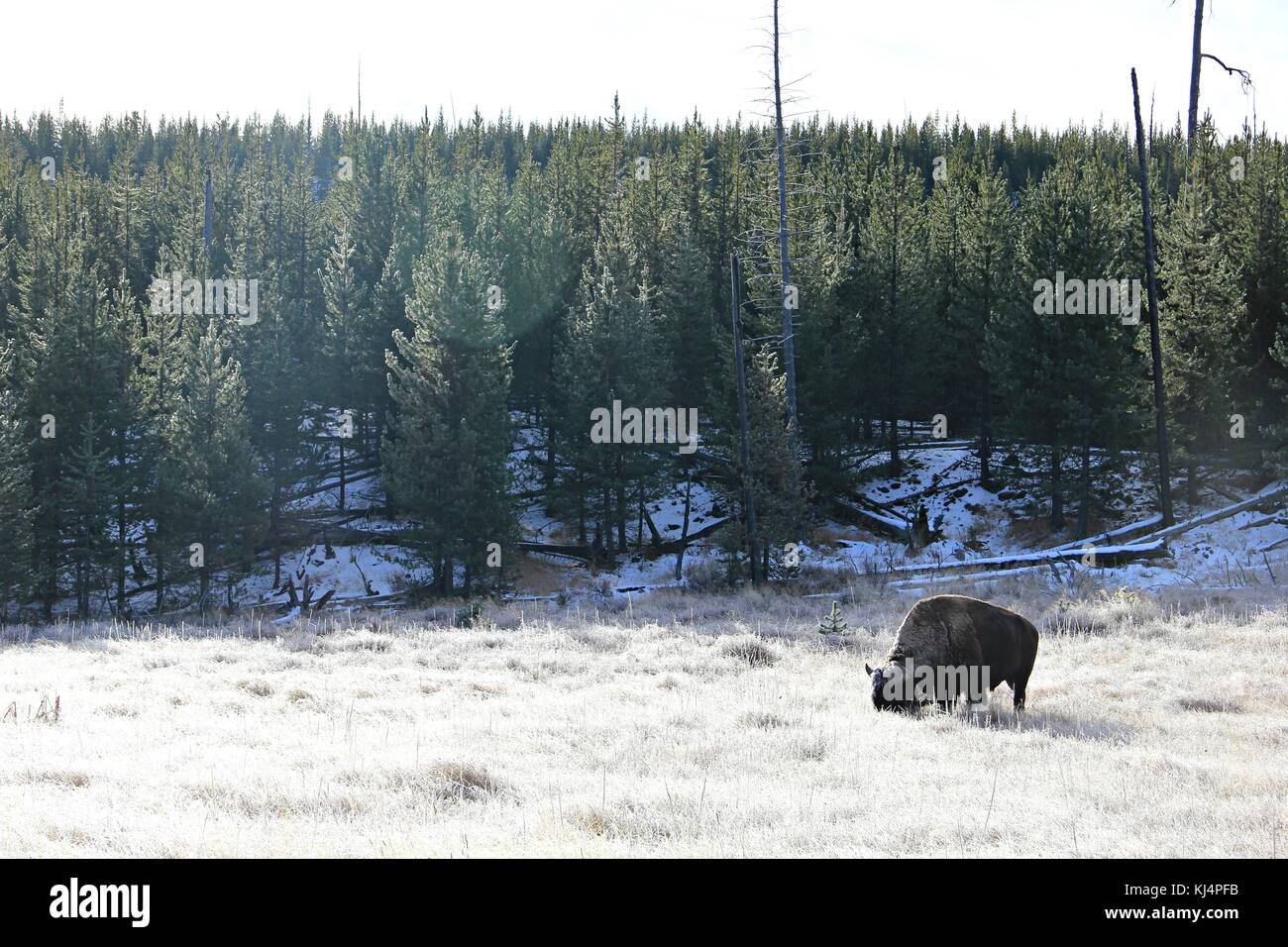 Frosted Bison in Winter Wonderland Stock Photo - Alamy