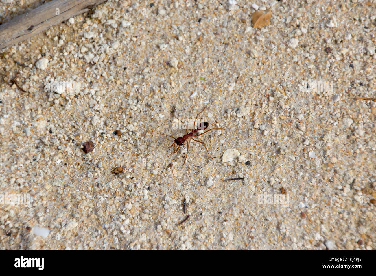 Sergeant ants hi-res stock photography and images - Alamy
