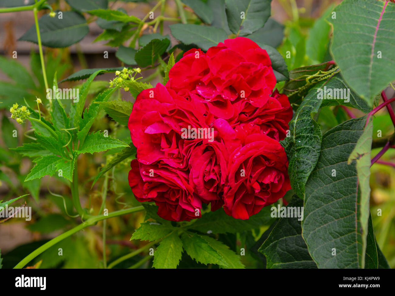 Red rose flowers blooming on the tree in Grandruk, Nepal Stock Photo ...
