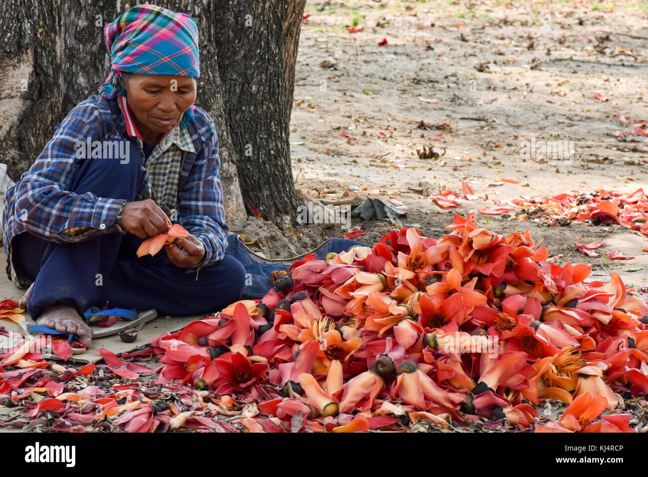 Kapok flower hi-res stock photography and images - Alamy