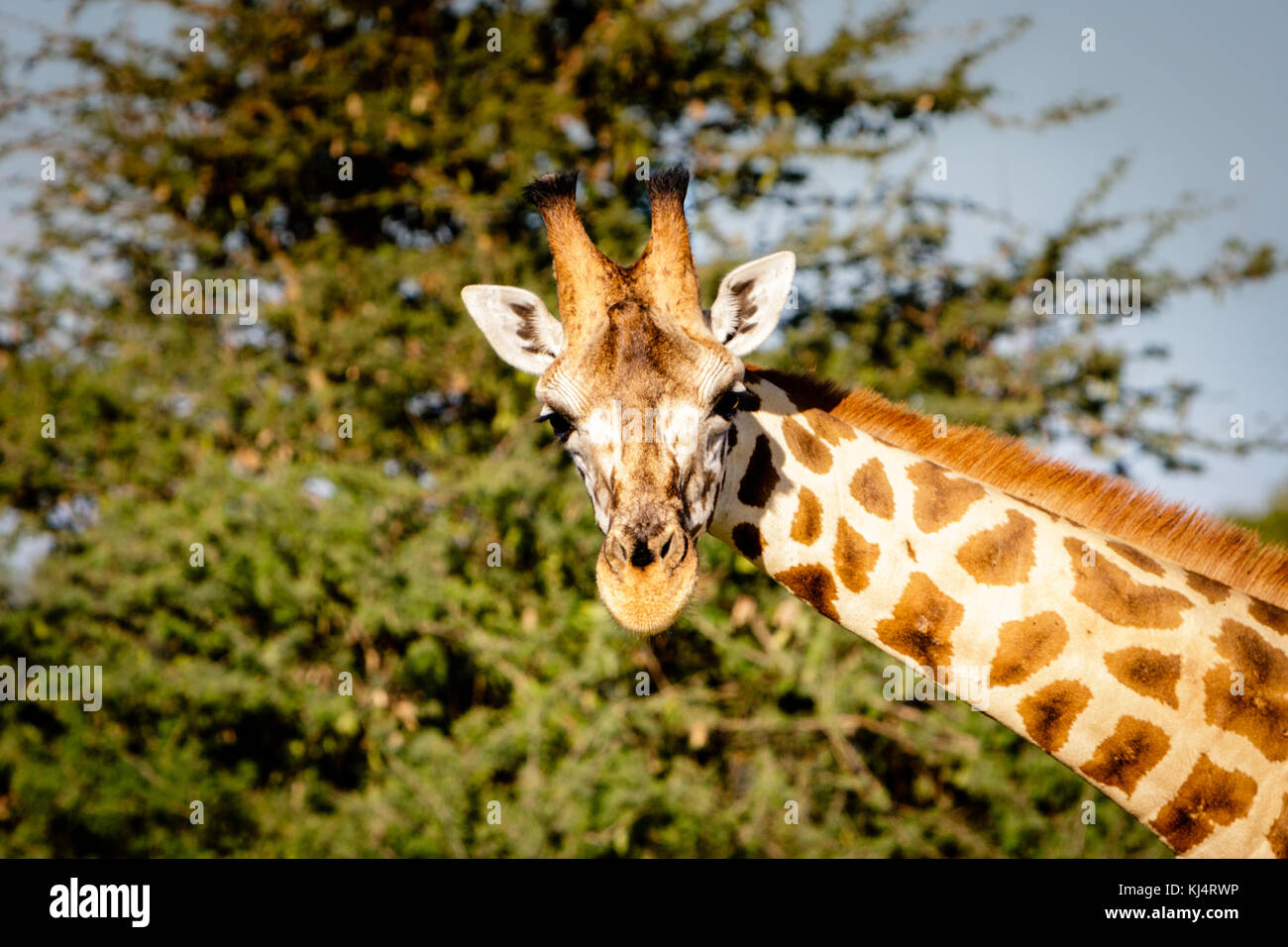 A beautiful curious Rothschild giraffe looking directly into the camera ...