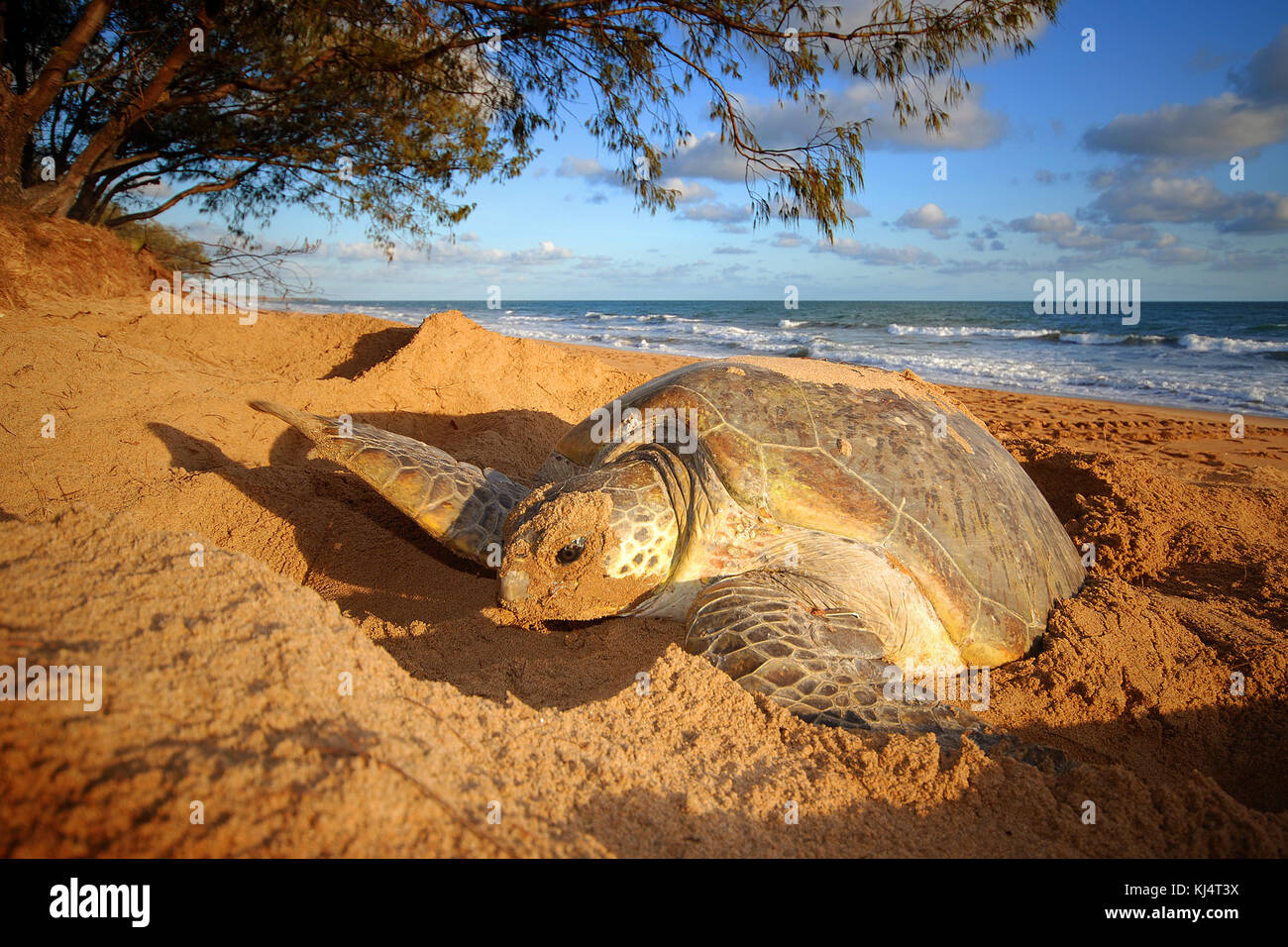 Green Turtle (Chelonia mydas) Moore Park Beach, Queensland, Australia ...