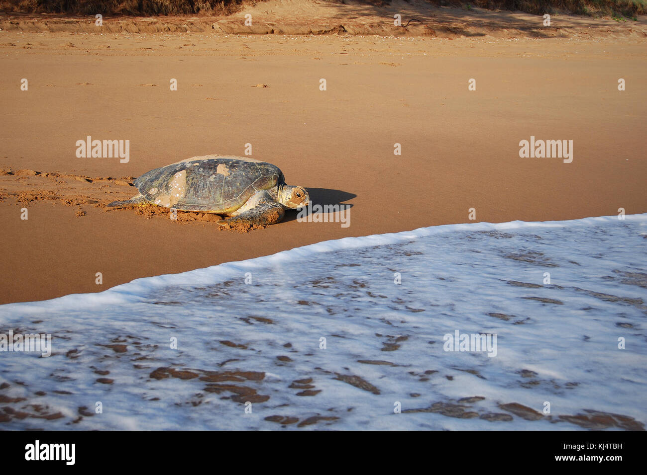 Green Turtle (Chelonia mydas) Moore Park Beach, Queensland, Australia ...