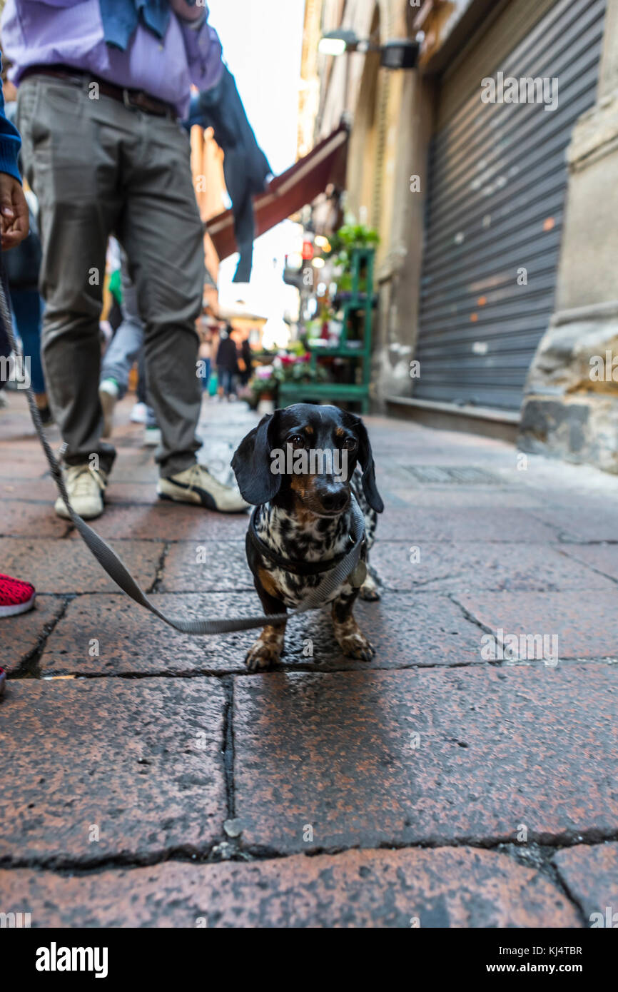 A mottled Dachshund dog on Via Drapperie. Bologna city life, Italy ...