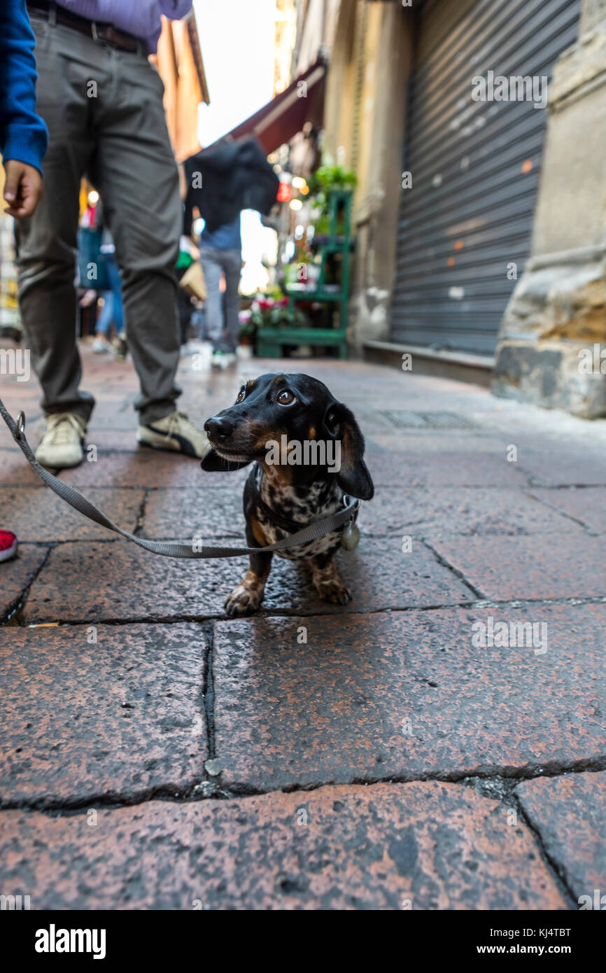A mottled Dachshund dog on Via Drapperie. Bologna city life, Italy ...