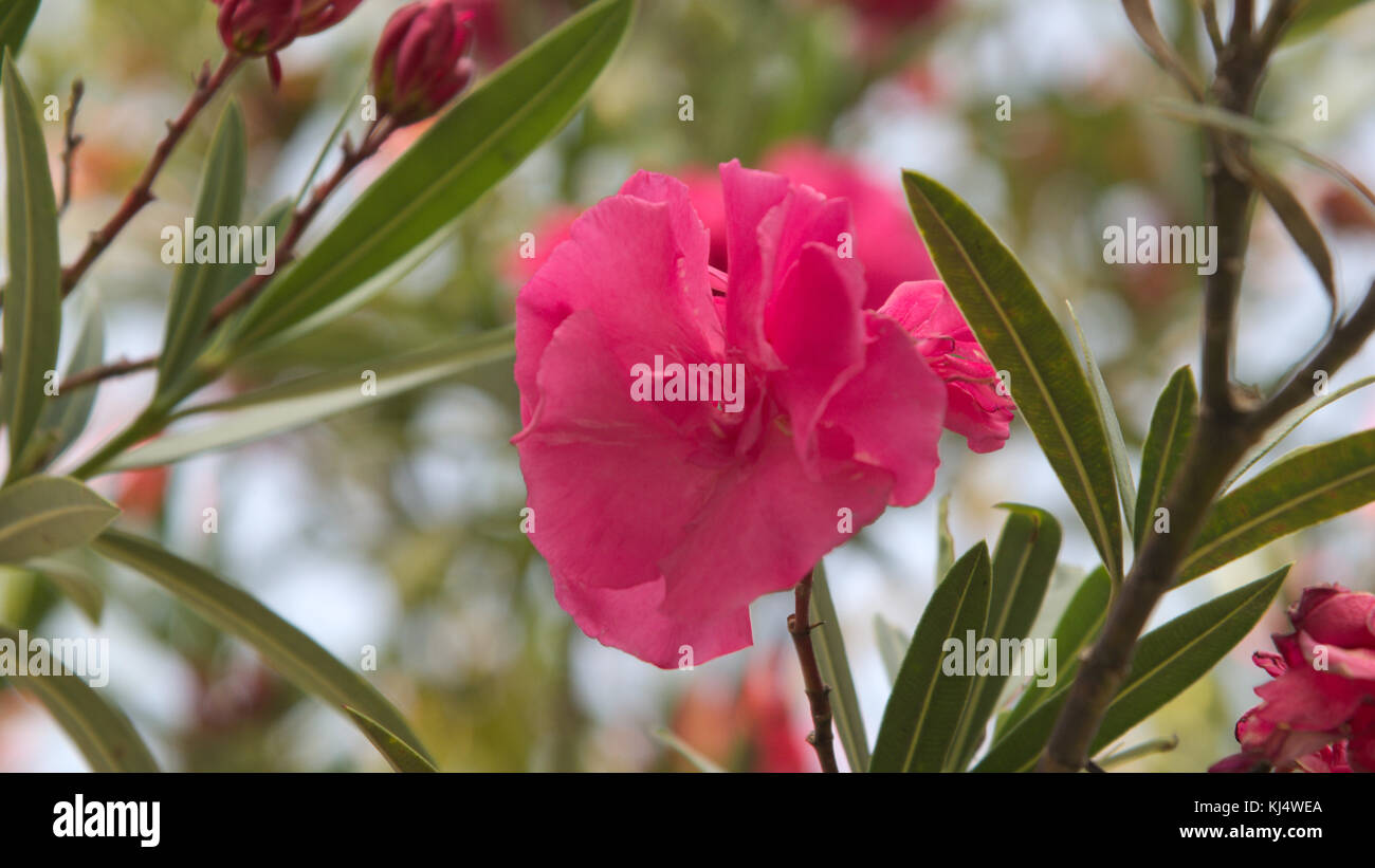 Kaner flower hi-res stock photography and images - Alamy