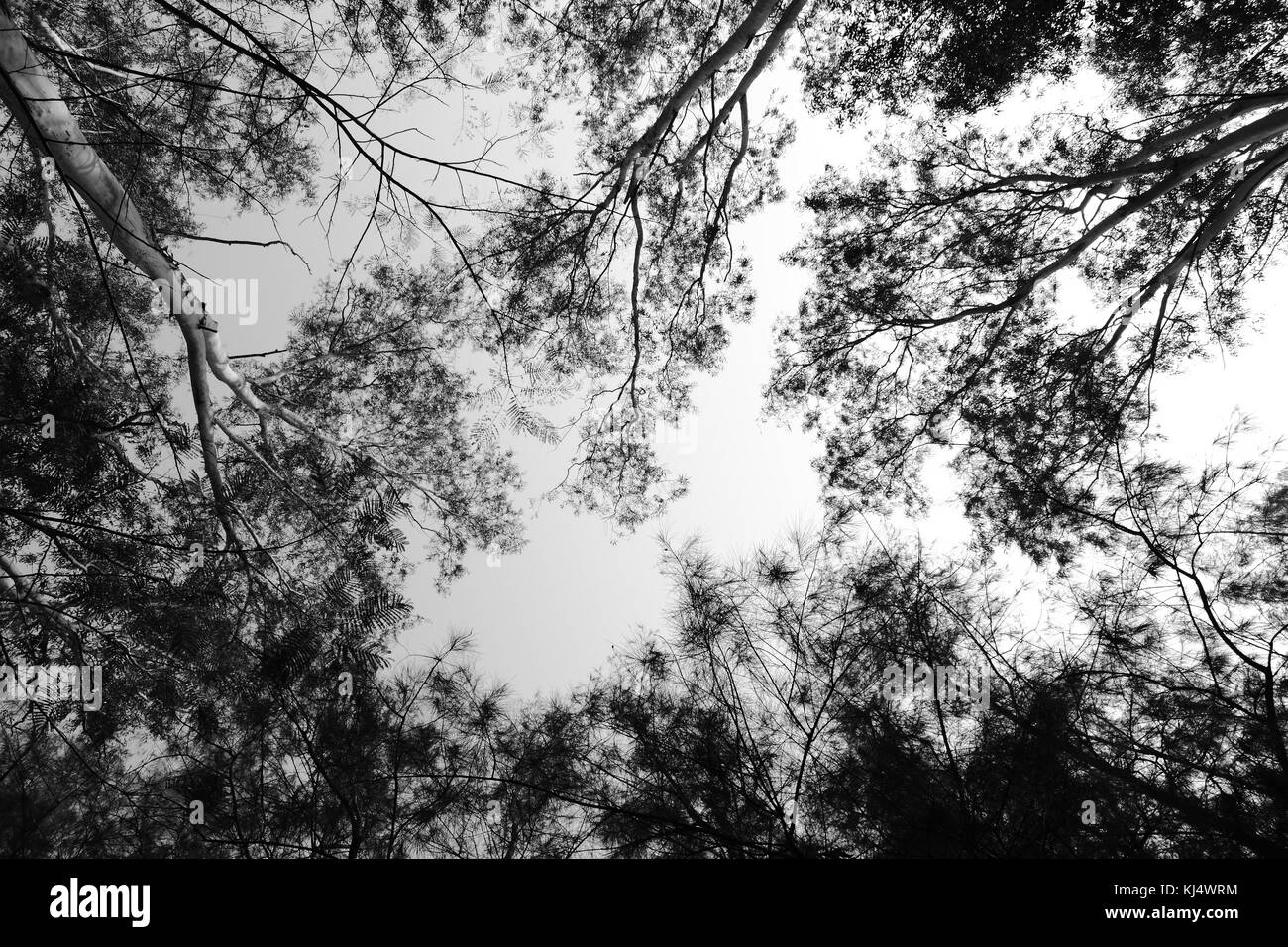 Monochrome of treetop in the tropical forest with sky and cloud ...