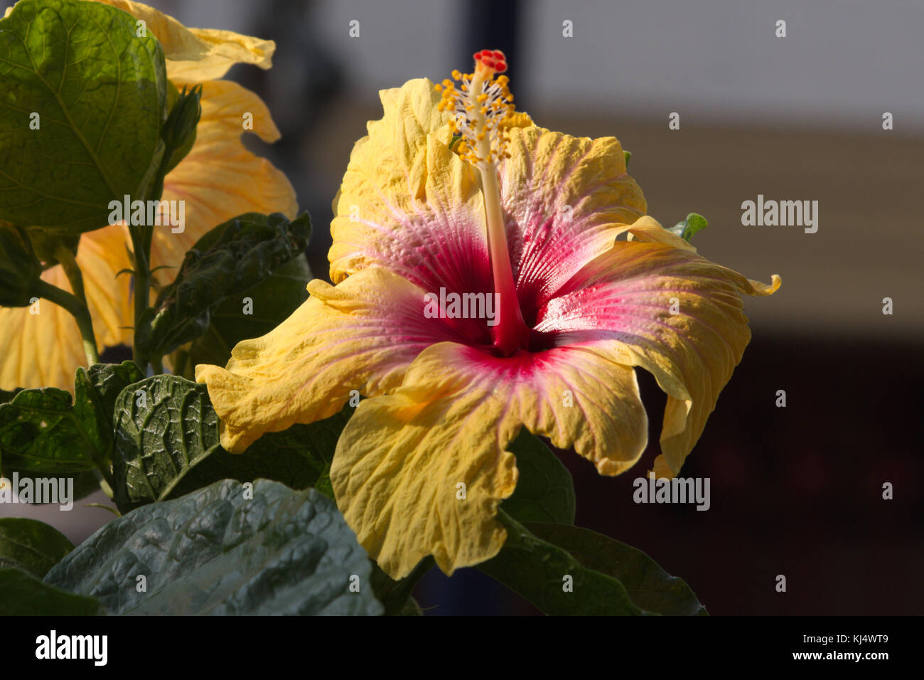 Gudhal flower hi-res stock photography and images - Alamy