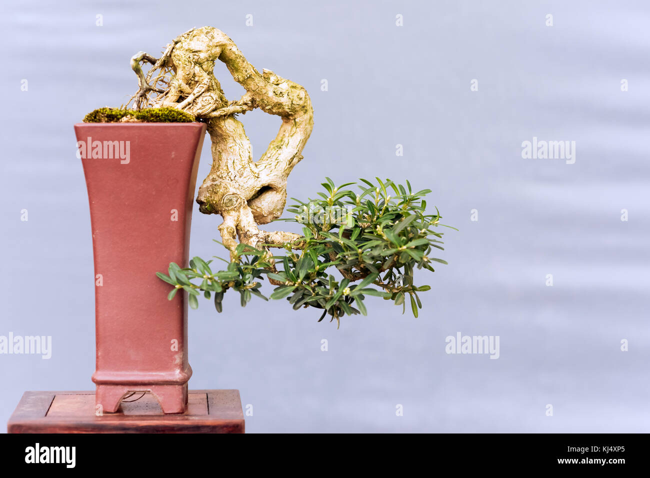Twisted Tree Trunk High Resolution Stock Photography and Images - Alamy
