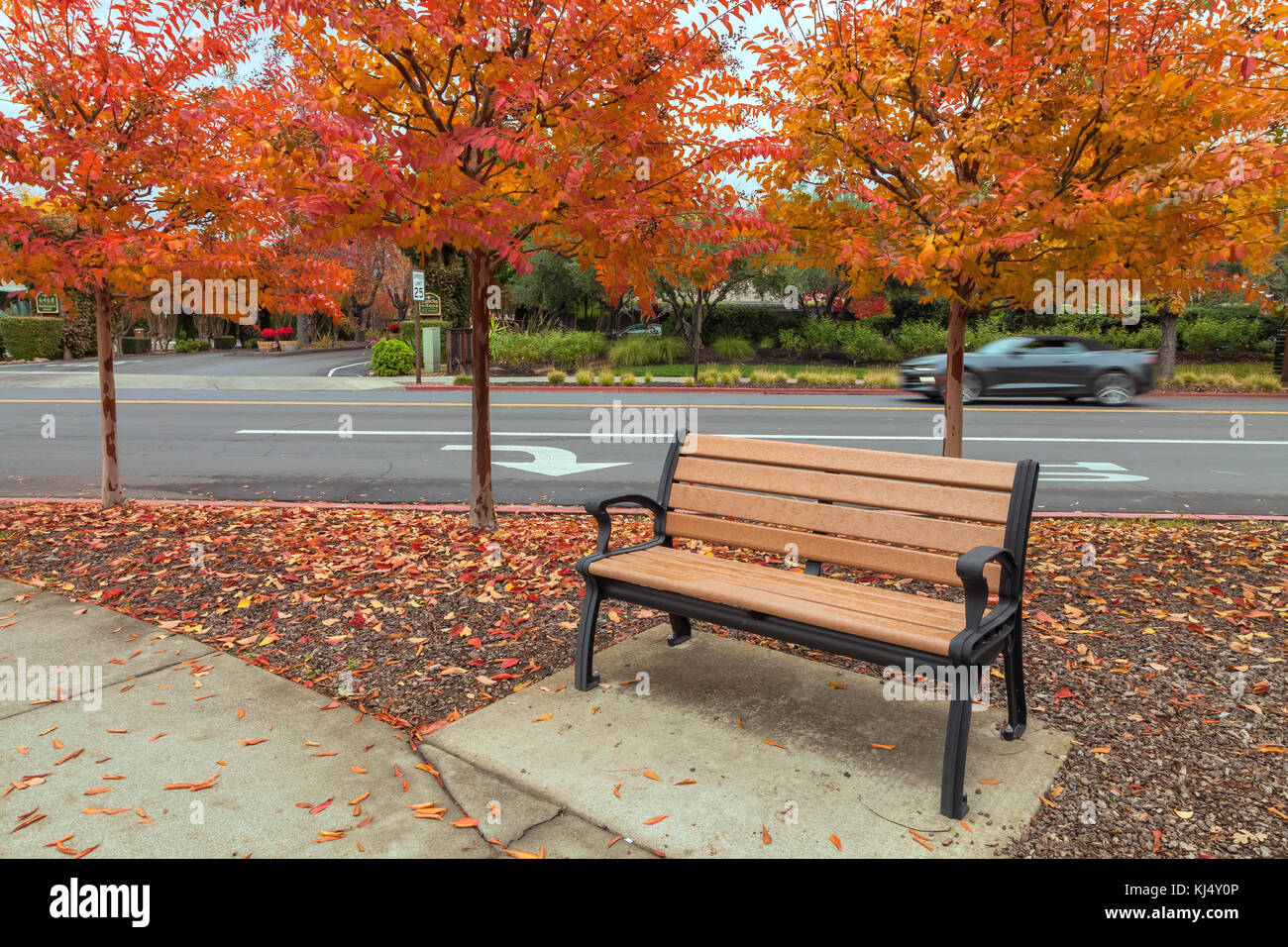 Chinese pistache (Pistacia chinensis),in their fall colors, on the ...