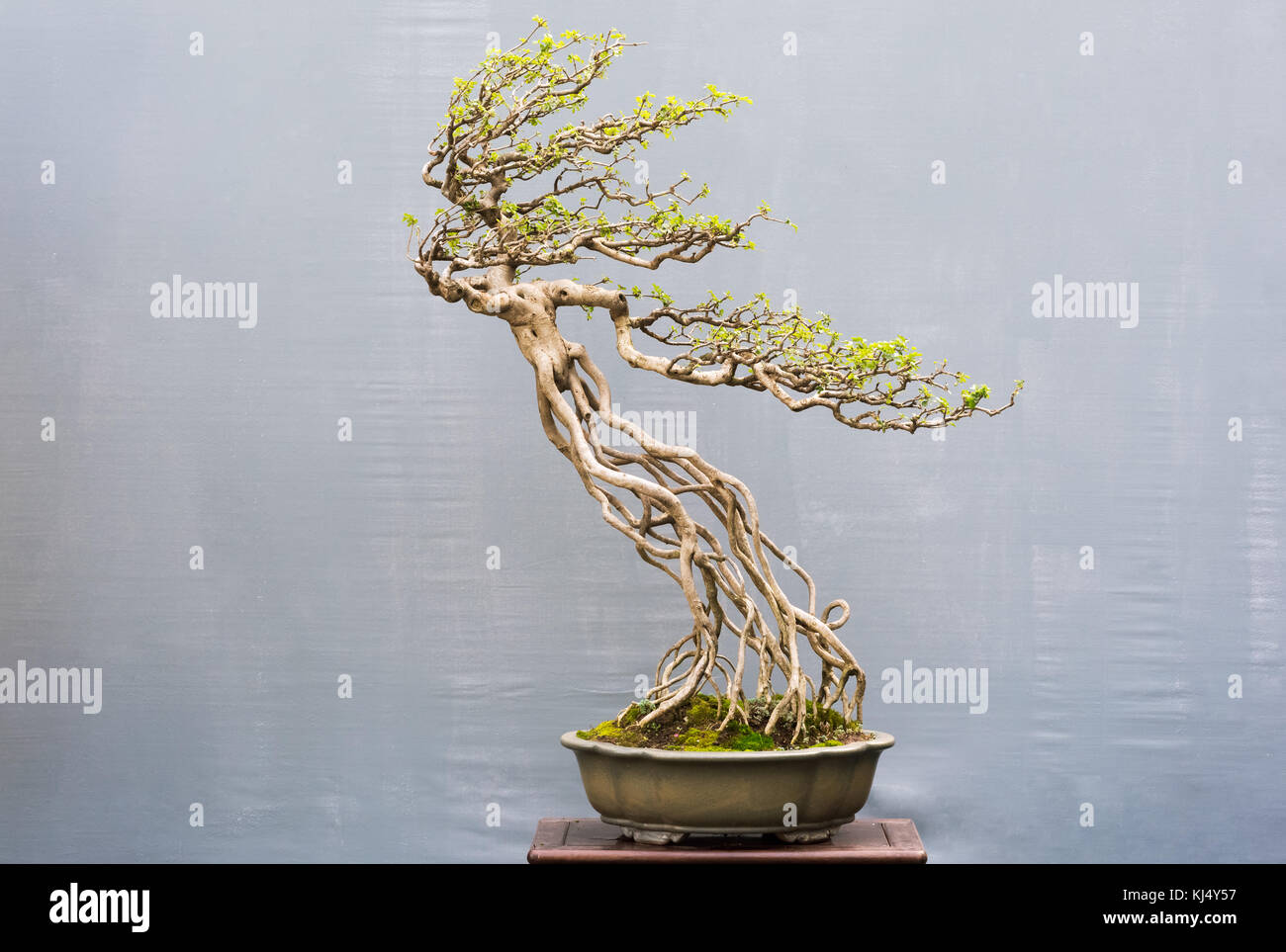 Bonsai fig tree hi-res stock photography and images - Alamy