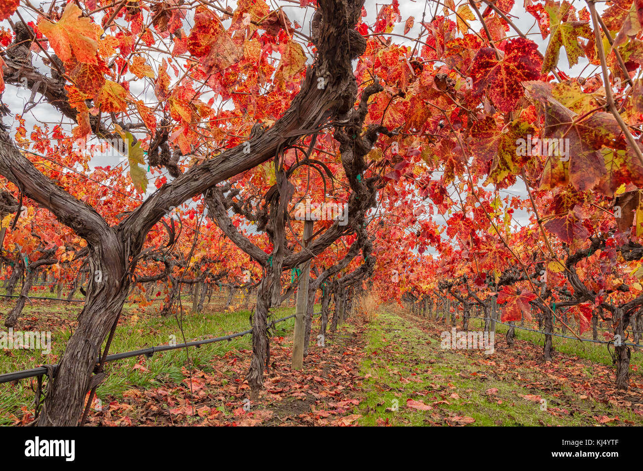 Grapevines display their red color leaves in autumn, Yountville, Napa ...