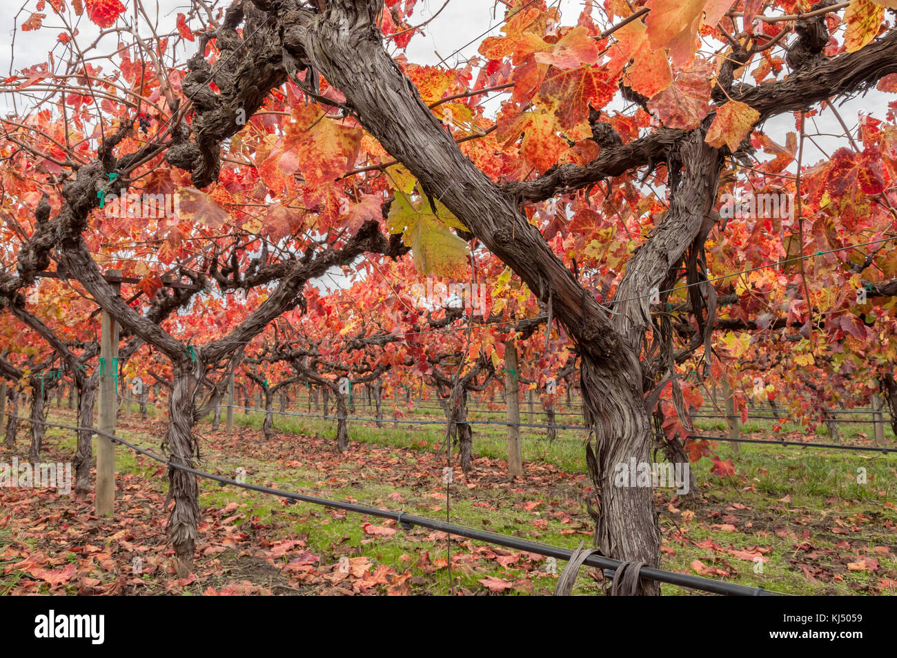 Grapevines display their red color leaves in autumn, Yountville, Napa ...