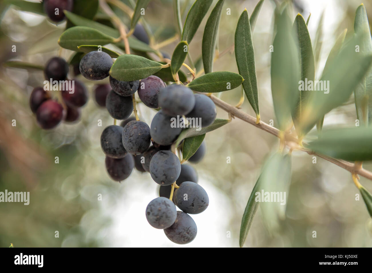 Close up of the ripe olive fruit, Napa Valley, California, United ...