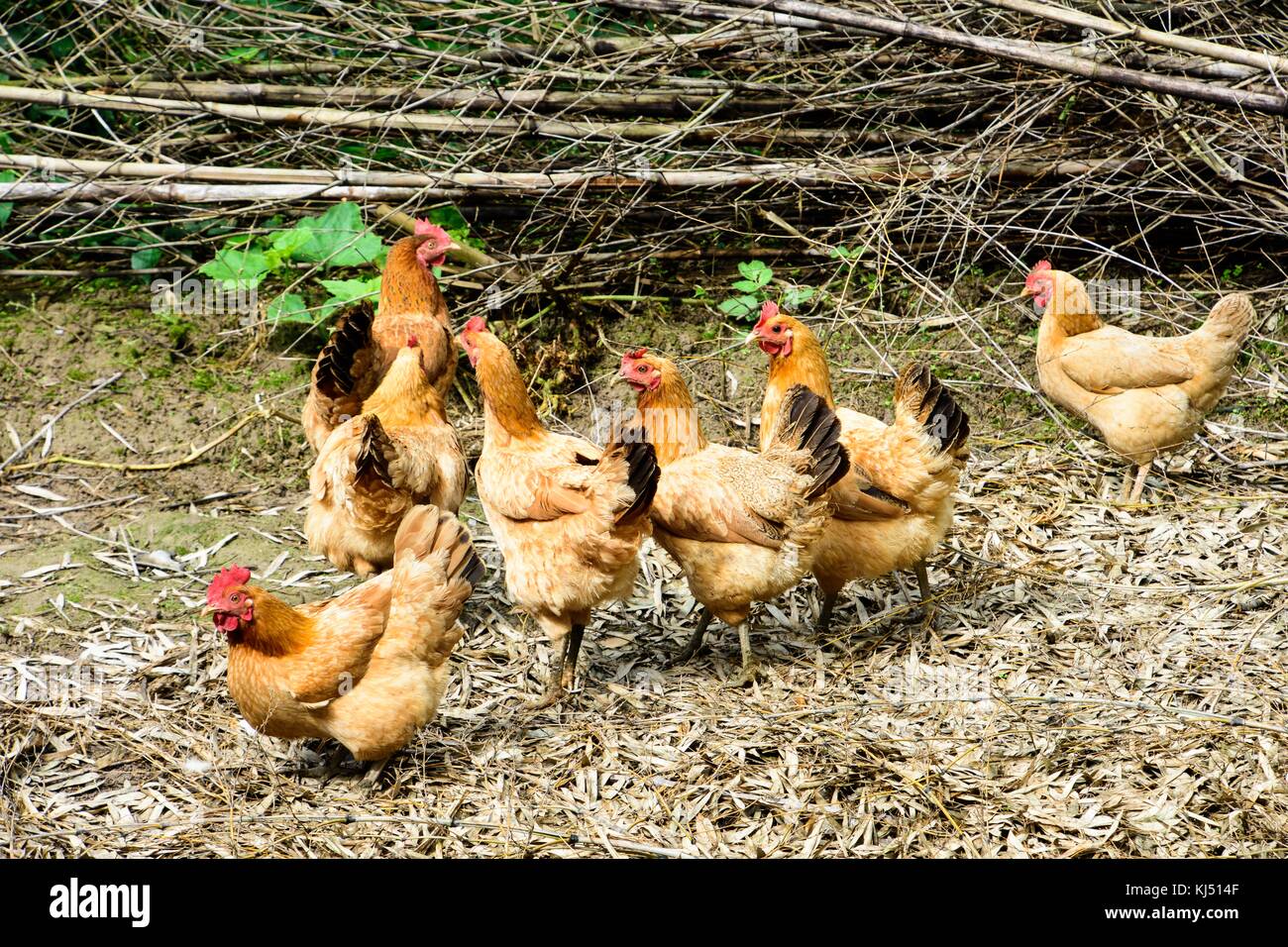 Flock Of Chickens High Resolution Stock Photography and Images - Alamy