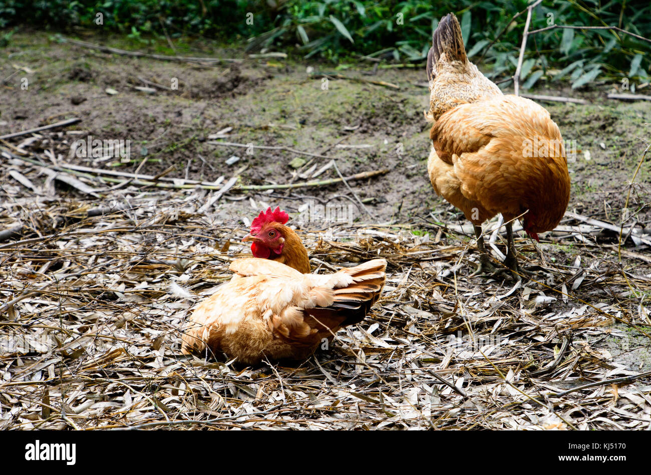 Chicken lying down in bamboo leaves at Moganshan in China Stock Photo ...