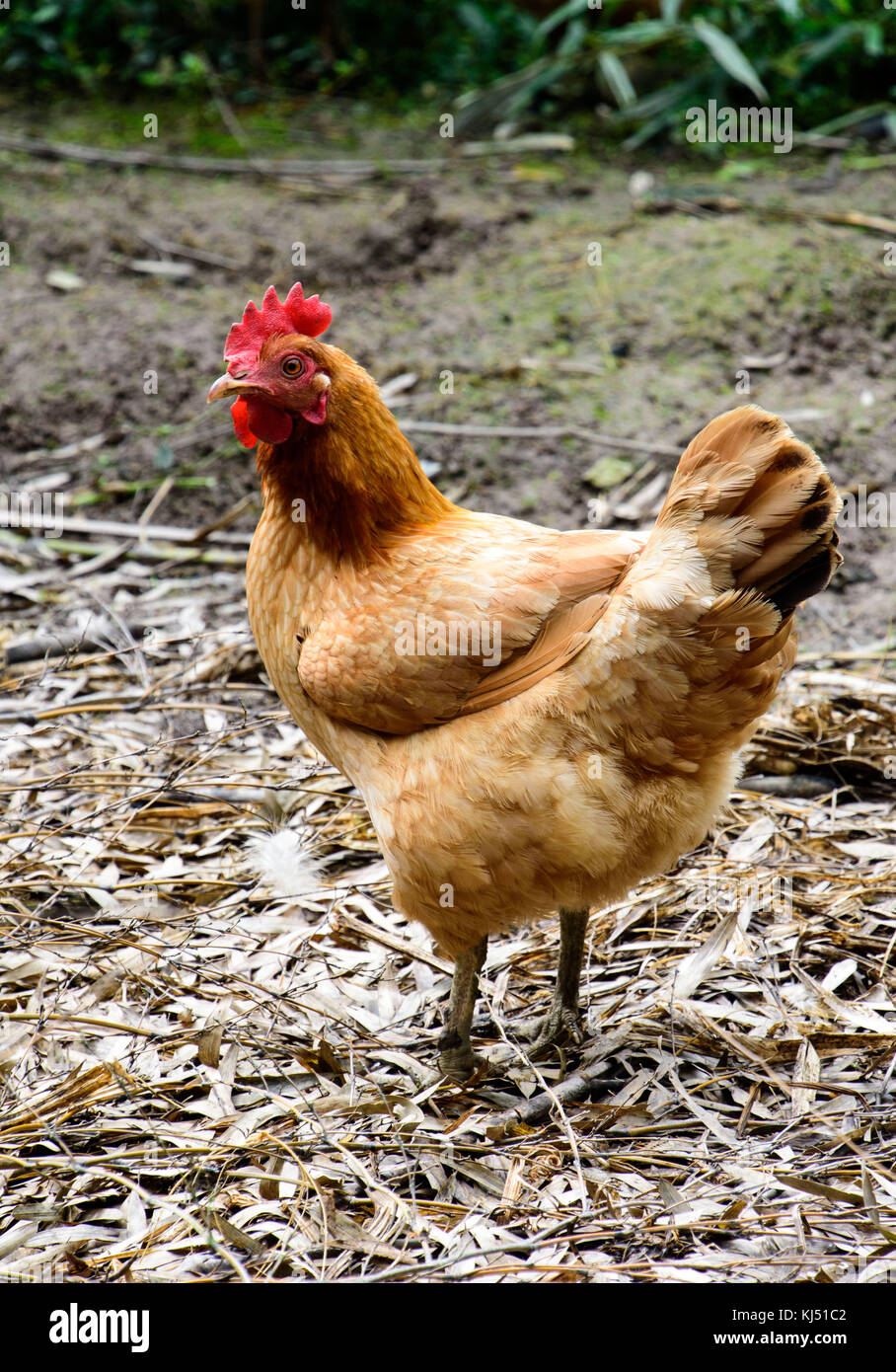Golden chicken hi-res stock photography and images - Alamy