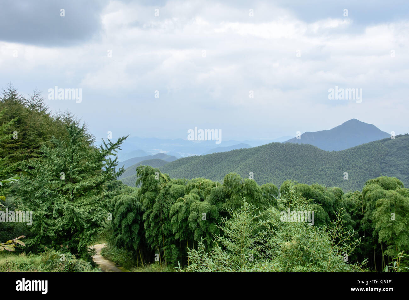 View of hiking path between bamboo forest and mountain tops at ...