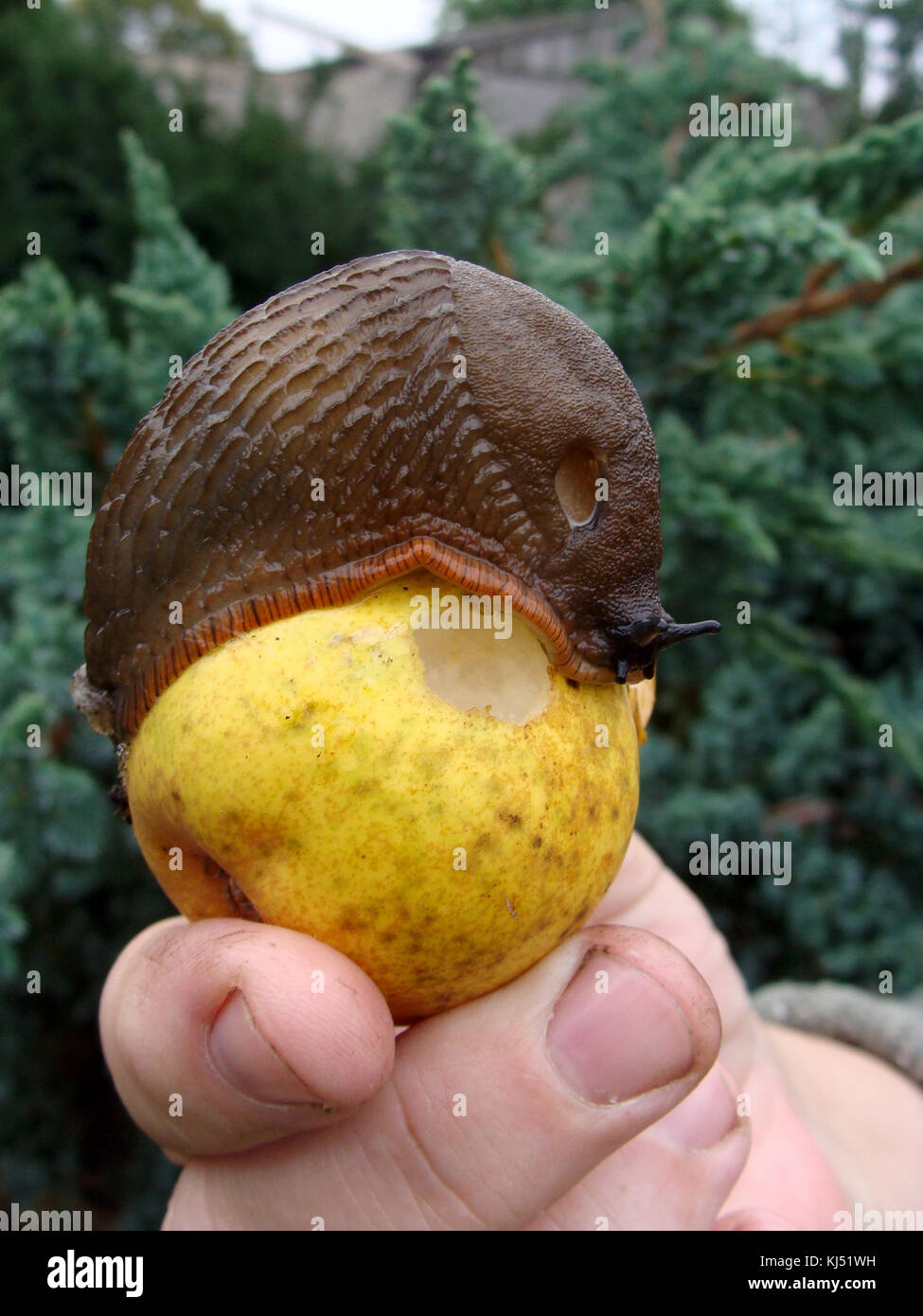 Big land slug hi-res stock photography and images - Alamy