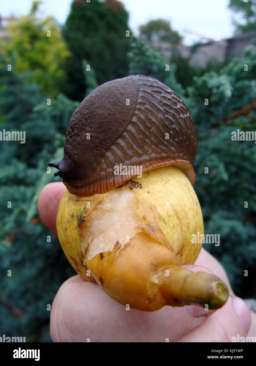 Yellowland hi-res stock photography and images - Alamy