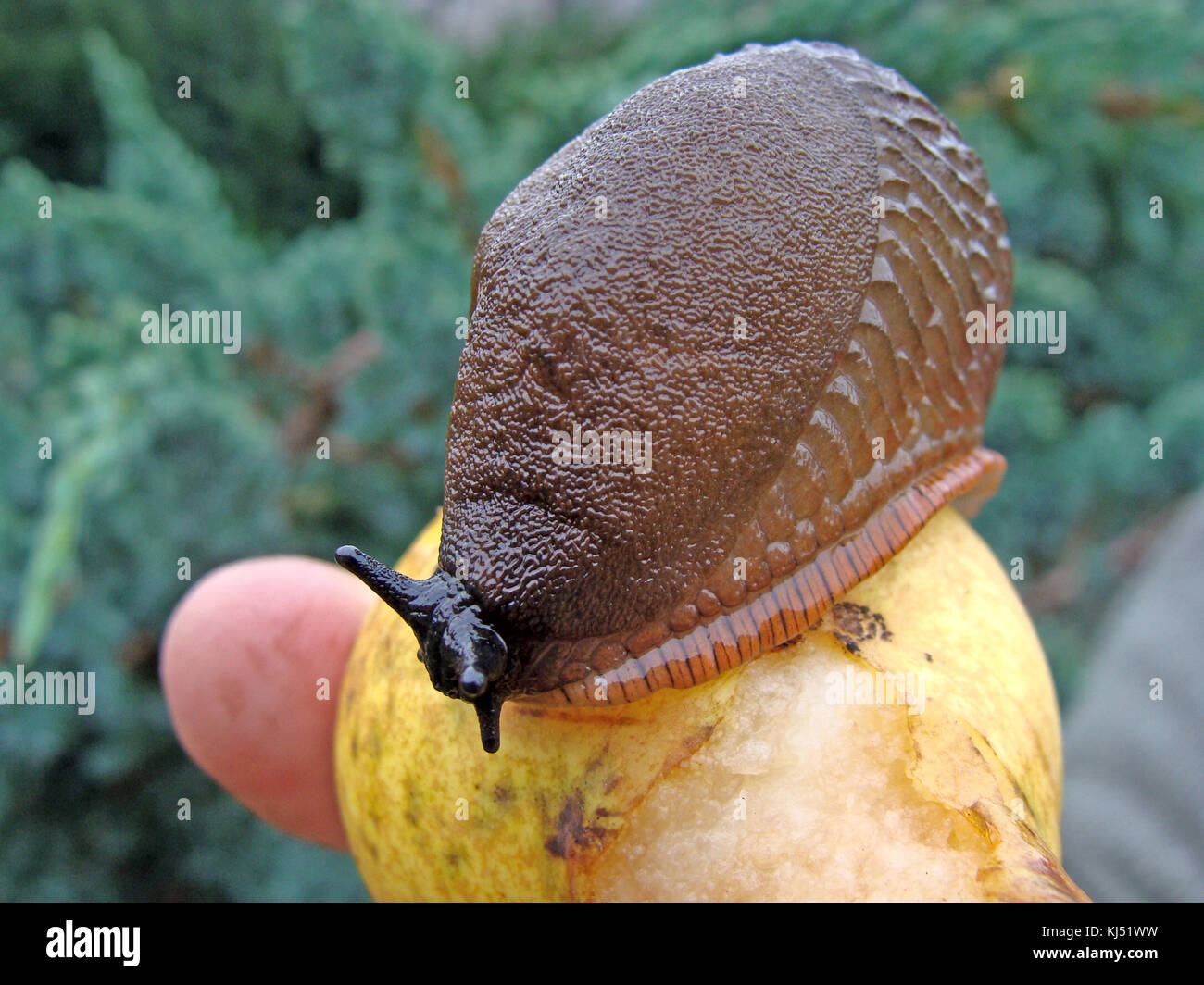 Giant Slug