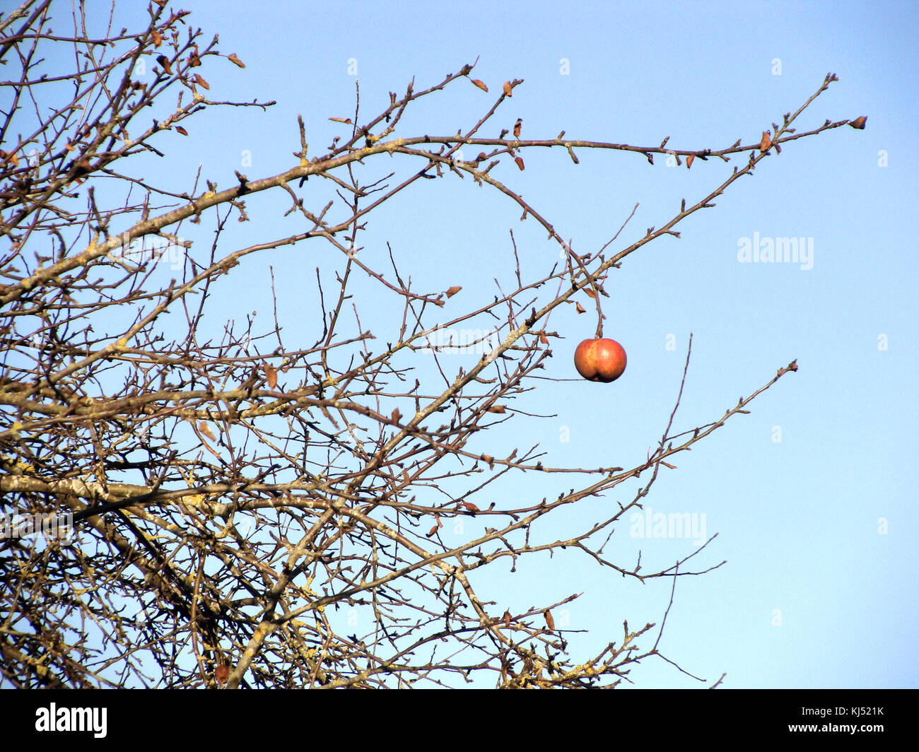 Apple tree without leaves hi-res stock photography and images - Alamy