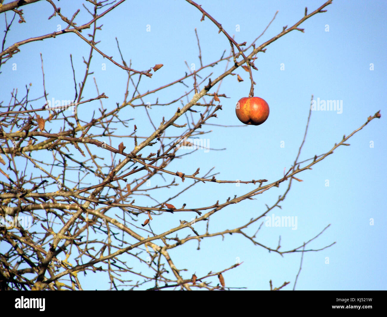 Apple tree without leaves hi-res stock photography and images - Alamy