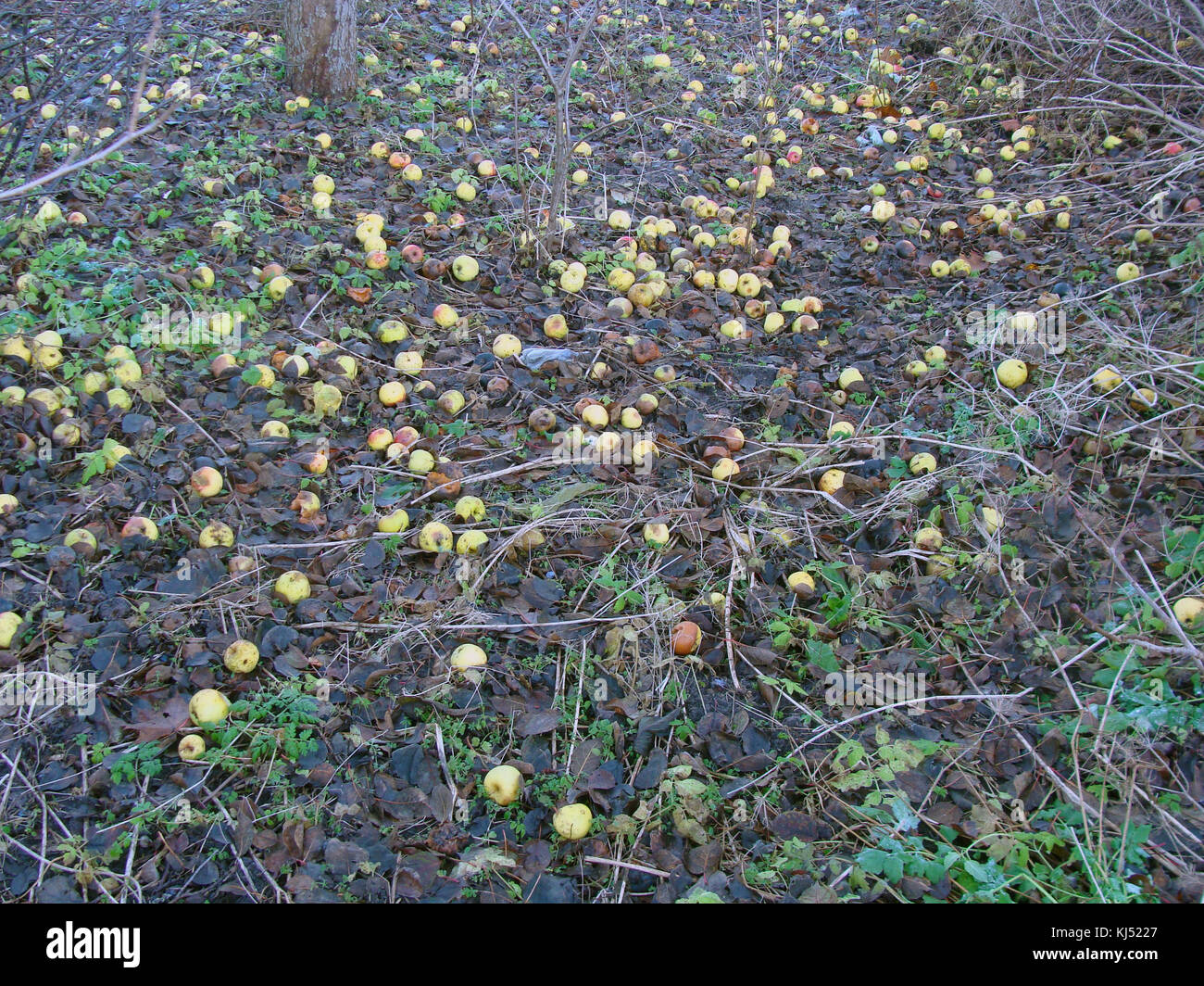 Lot of last apples fallen down from tree on ground in garden Stock ...