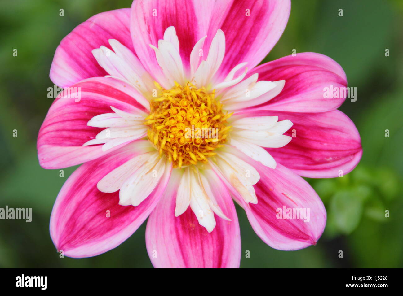 Dahlia 'Minicol' collerette dahlia in full bloom at the National Dahlia ...