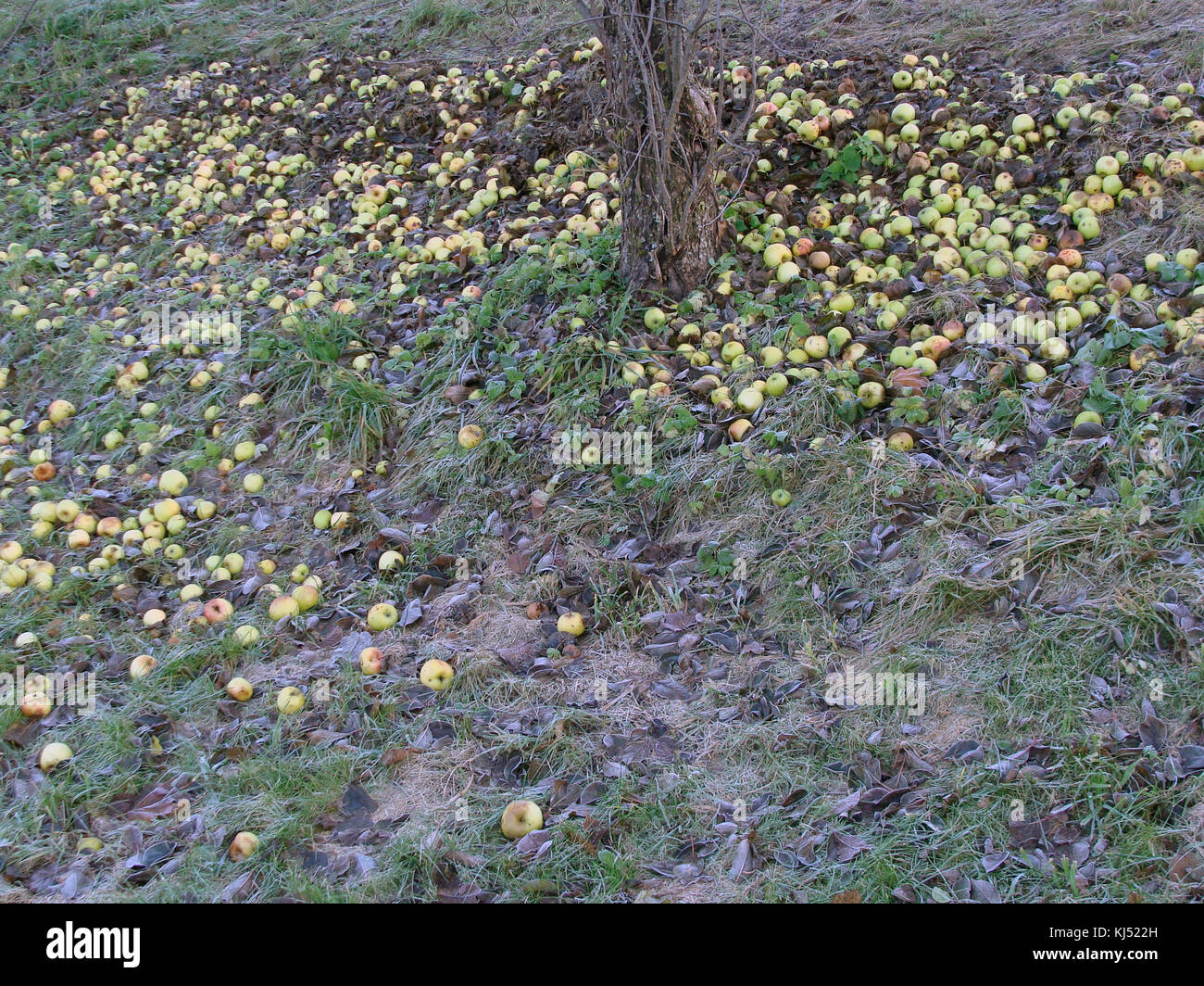 Lot of last apples fallen down from tree on ground in garden Stock ...
