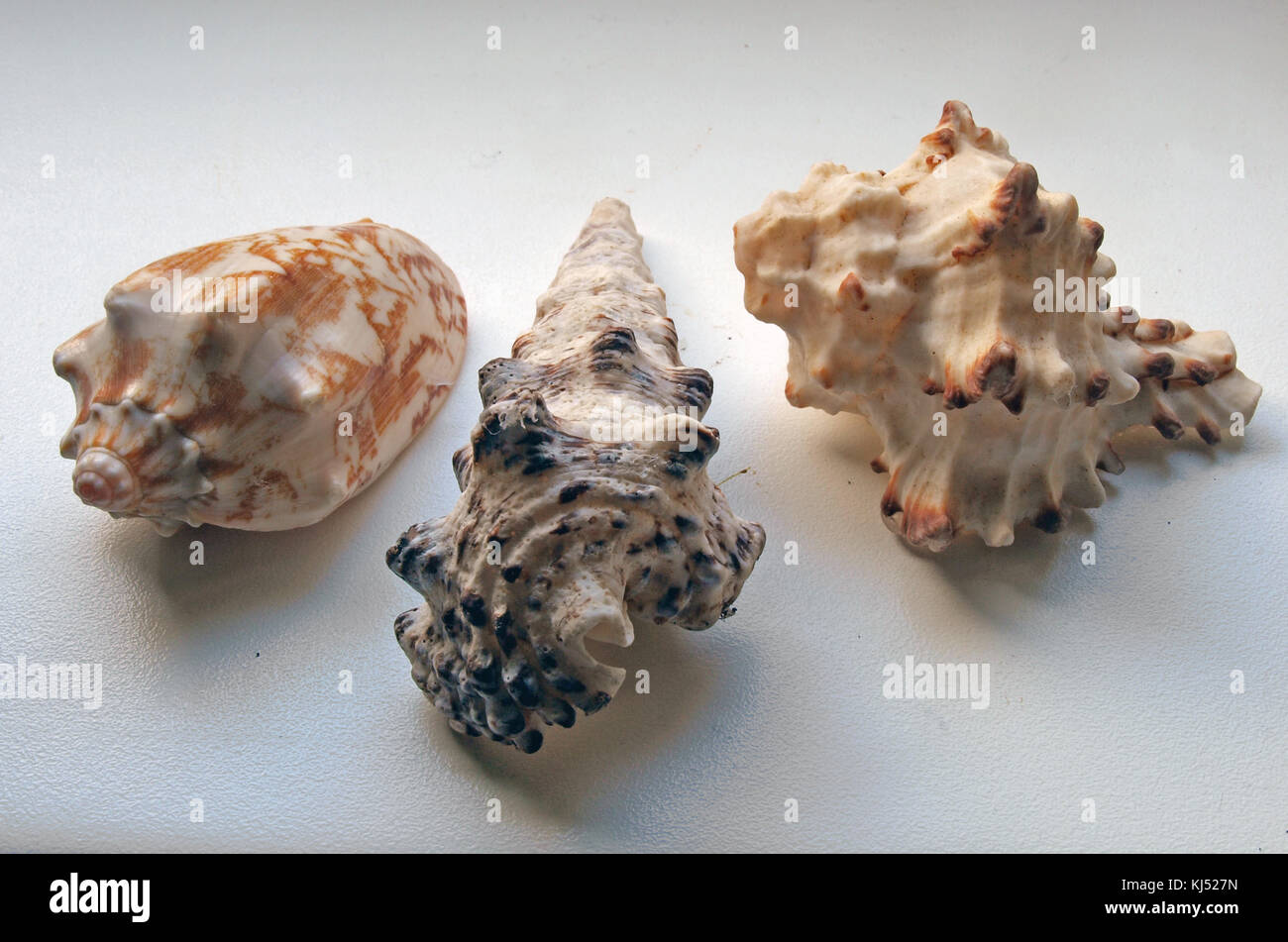 Three different sea shells on window sill close up Stock Photo - Alamy